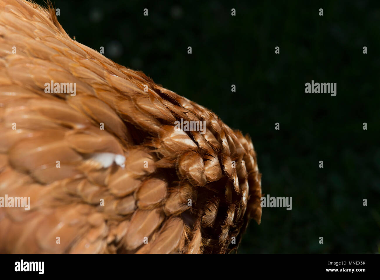 Abstract photo of a chicken showing texture Stock Photo - Alamy