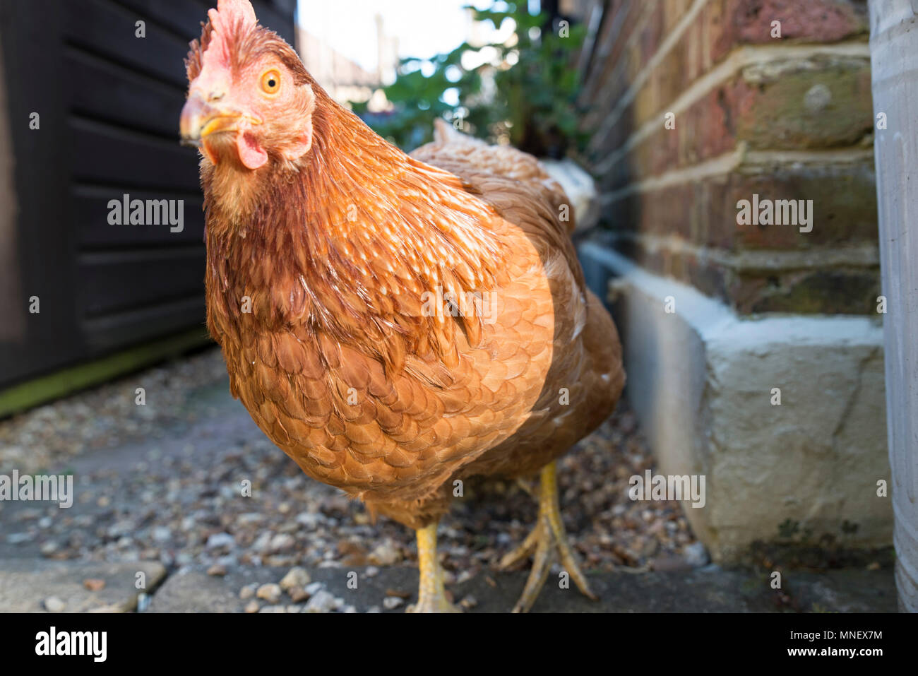 Curious hen hi-res stock photography and images - Alamy