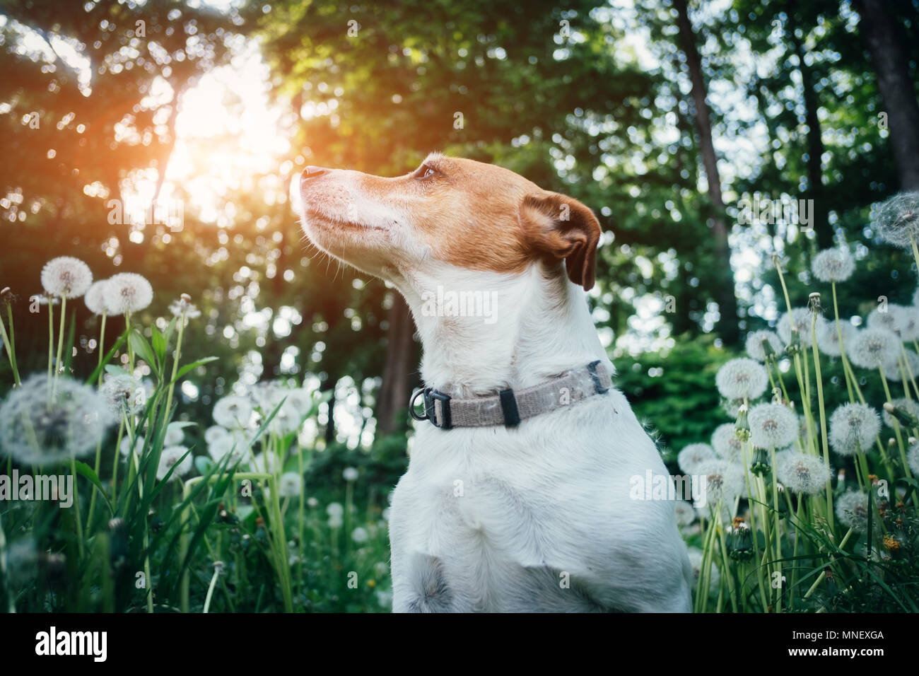 Jack russell terrier portrait of adult hi-res stock photography and ...