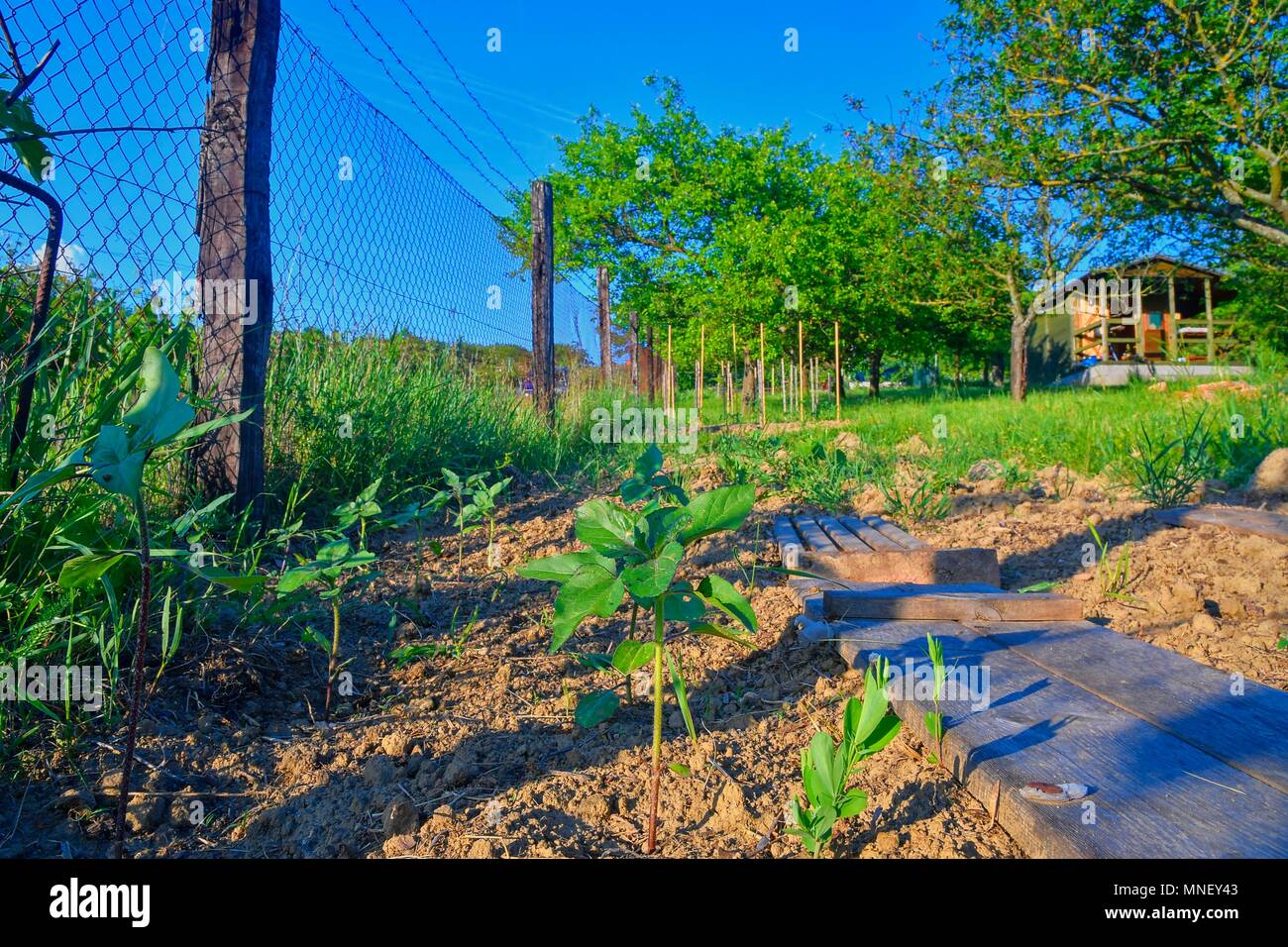 Country cottage garden gazebo hi-res stock photography and images - Alamy
