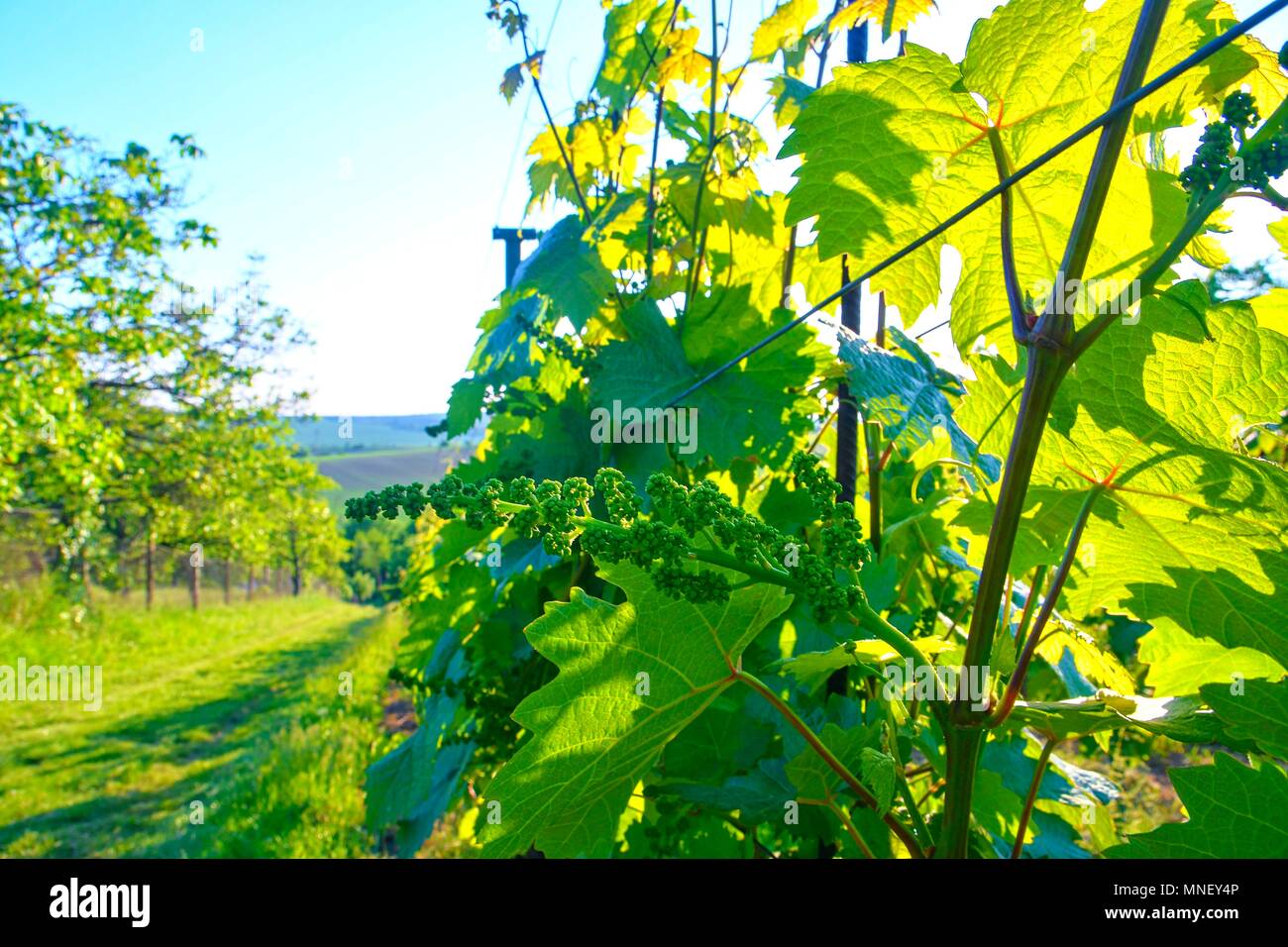 Young grapevine in wineyard. Close-up of grapevine Stock Photo - Alamy