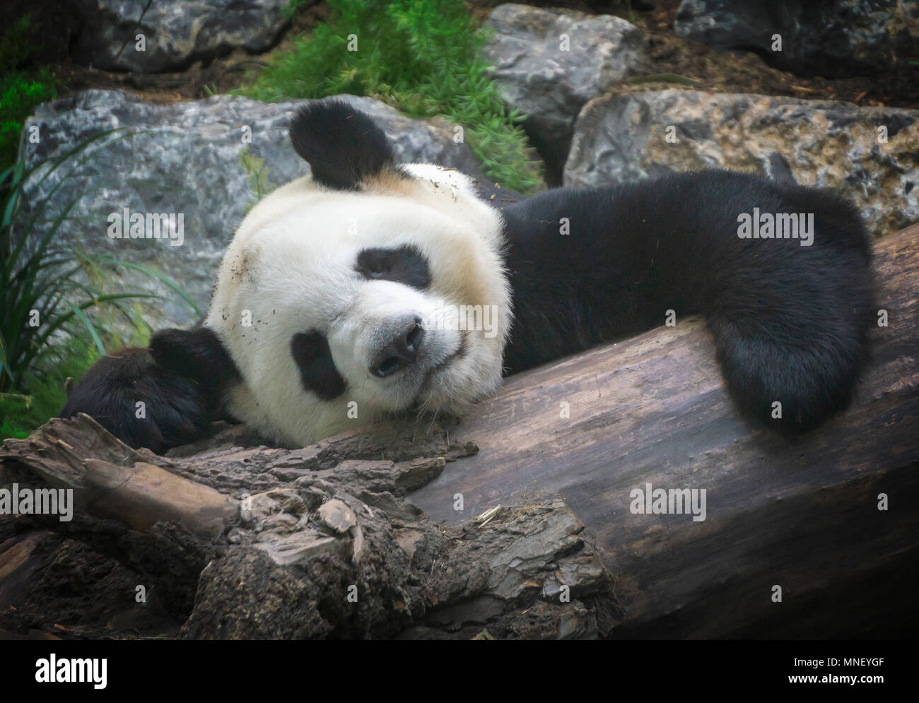 Giant panda Calgary Zoo Alberta Canada Stock Photo - Alamy