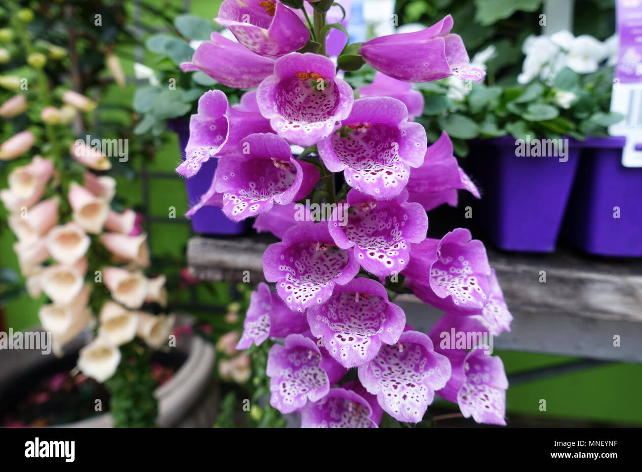 Purpurea hi-res stock photography and images - Alamy