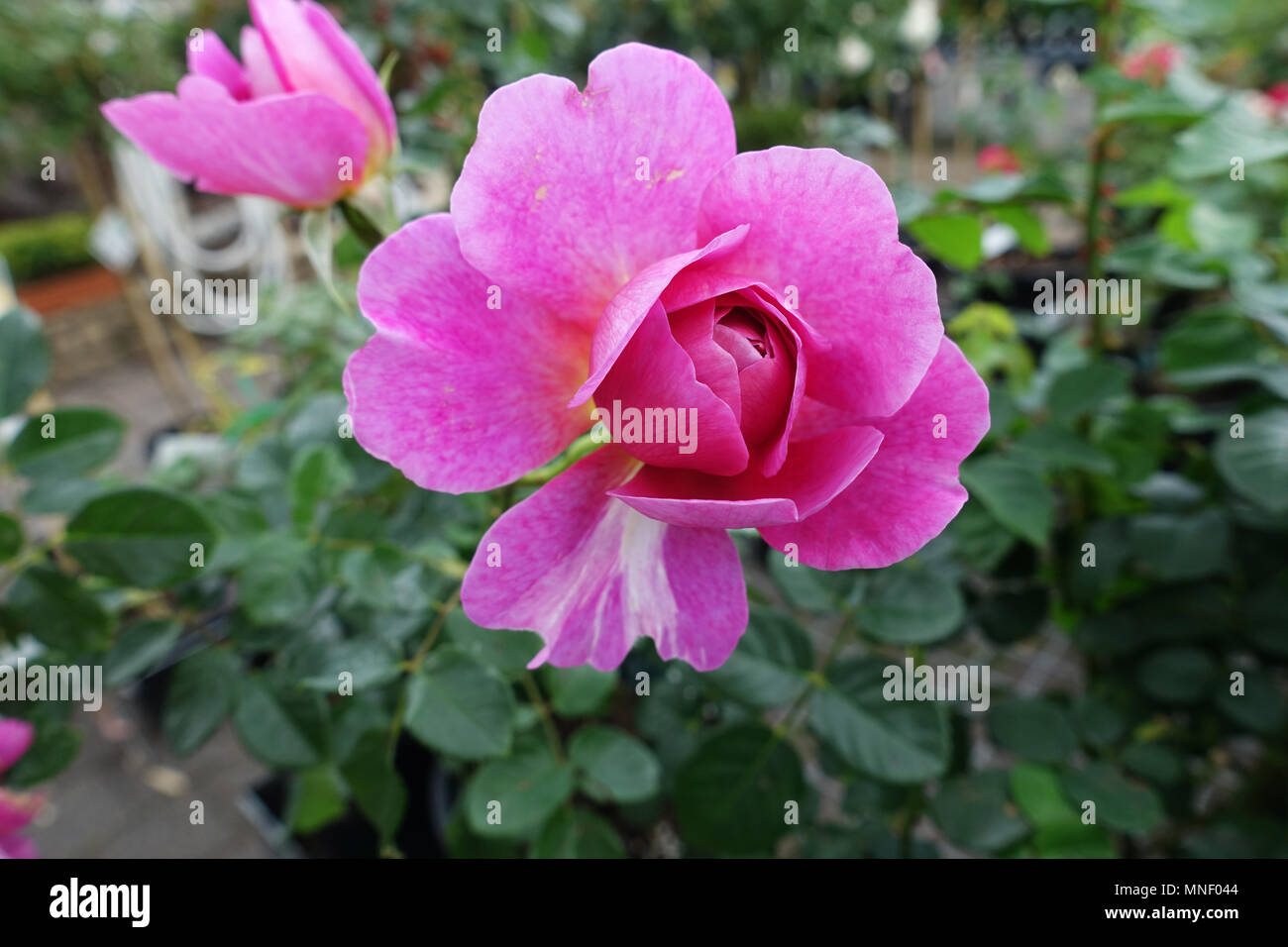 Bonica shrub rose hi-res stock photography and images - Alamy