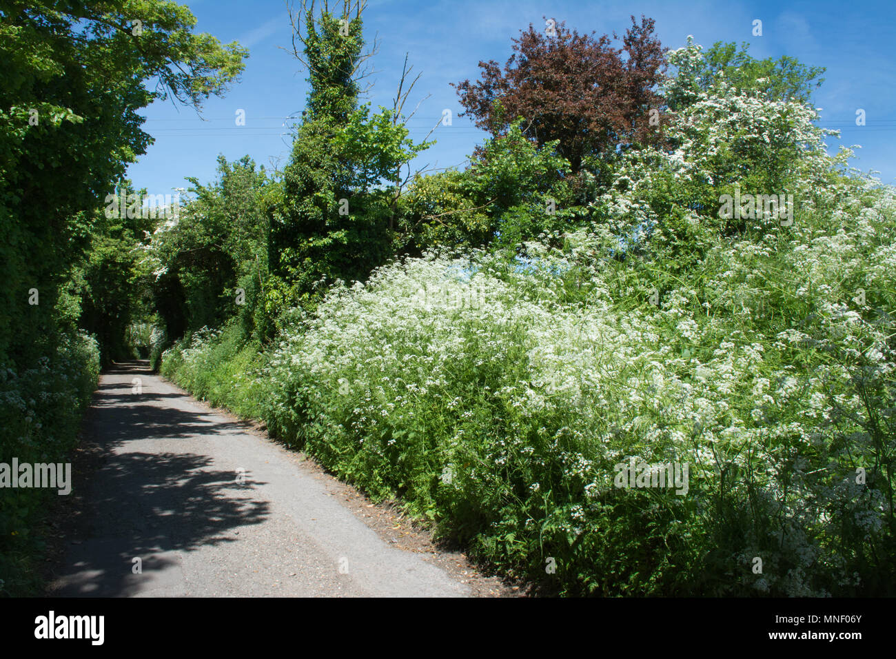English Country Lane In Spring High Resolution Stock Photography and ...