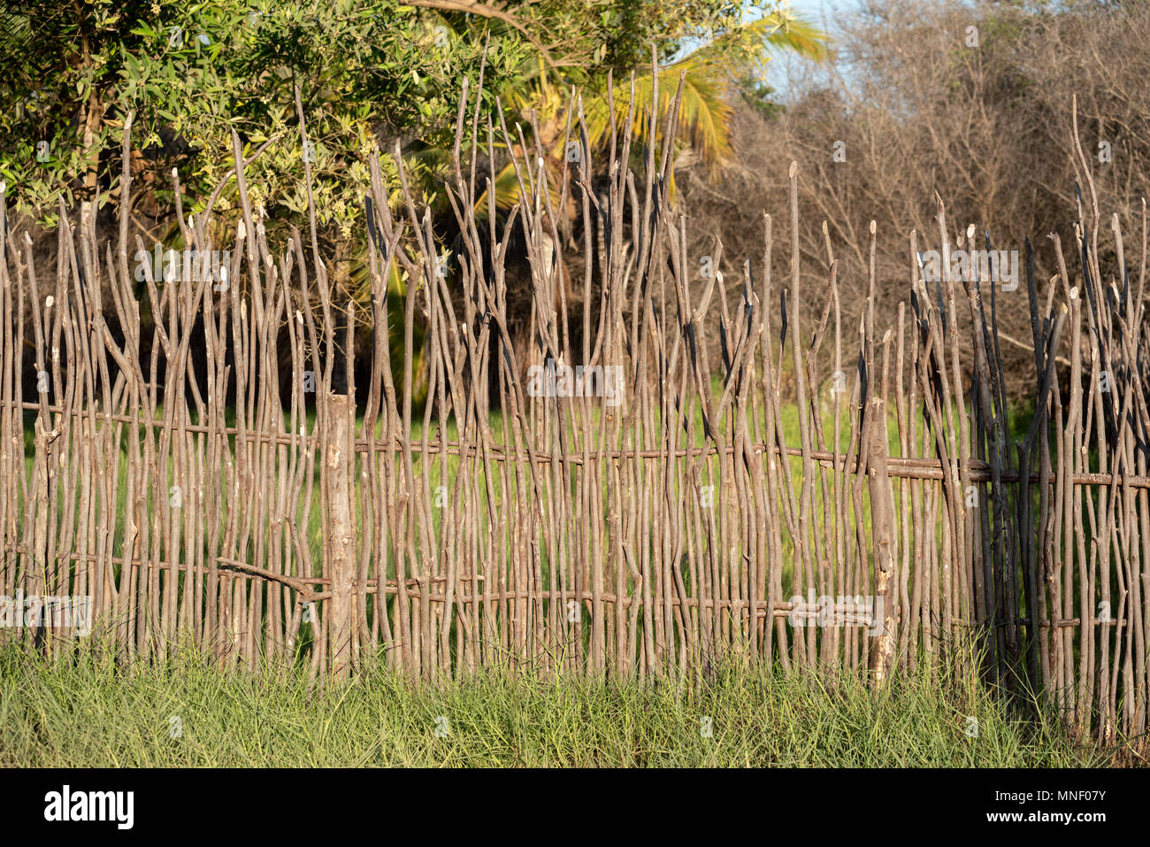 Fence made from cut tree saplings, Puerto Villamil, Isabela Island ...