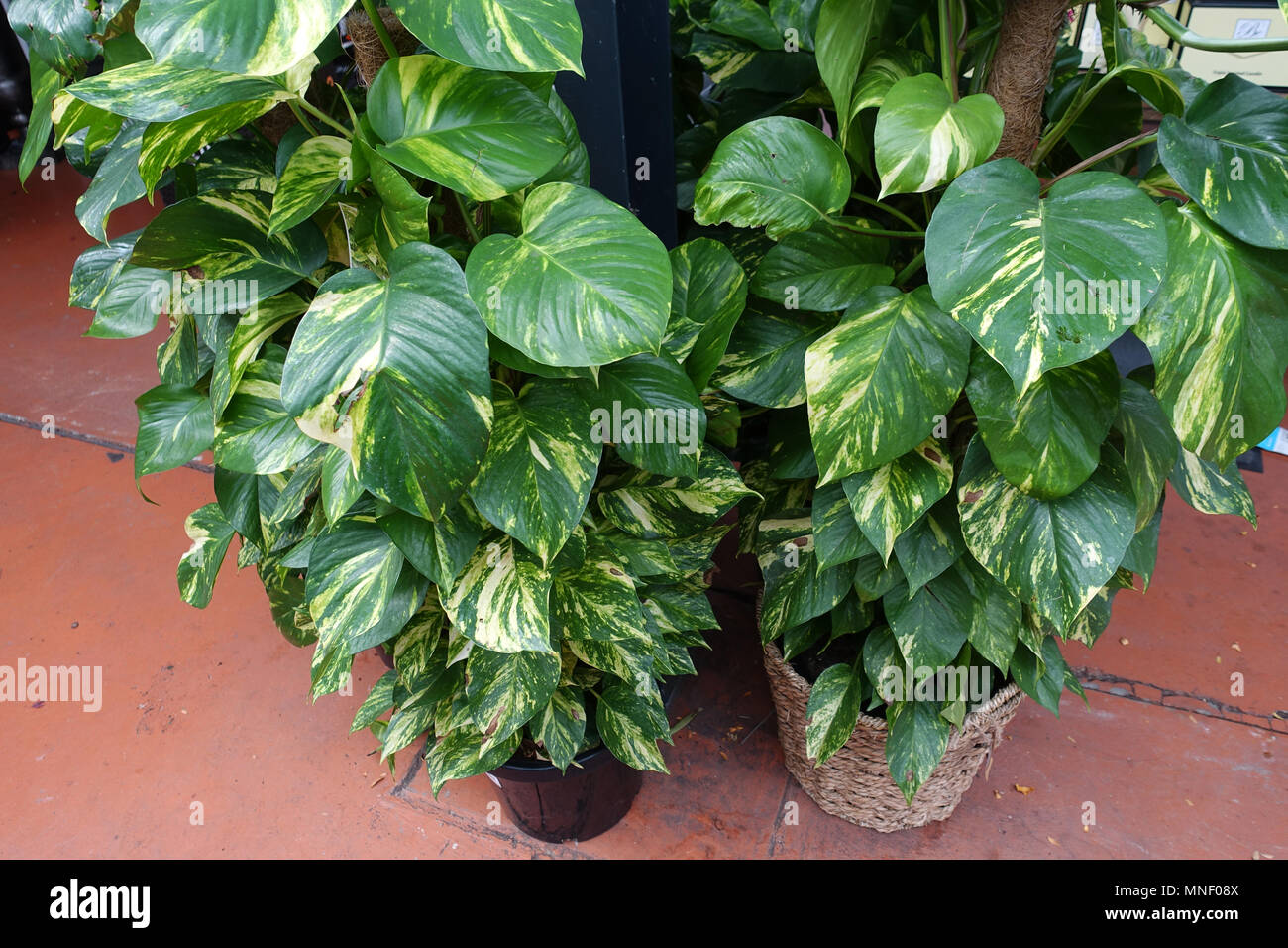 Epipiremnum Aureum or also known as Golden Pathos or Devil’s ivy Stock ...