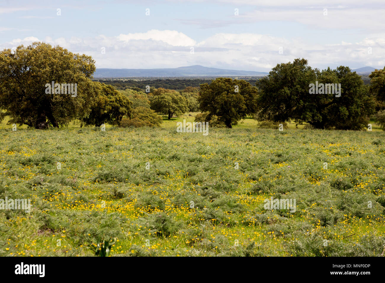 Conservation landscape hi-res stock photography and images - Alamy