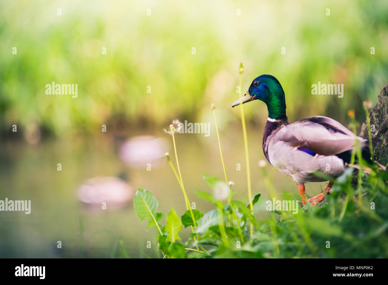Male Mallard Duck at The Pond, Looking at Ducks. Birdwatching and ...