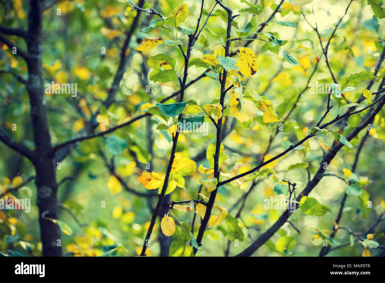 Texture bush leave branches hi-res stock photography and images - Alamy
