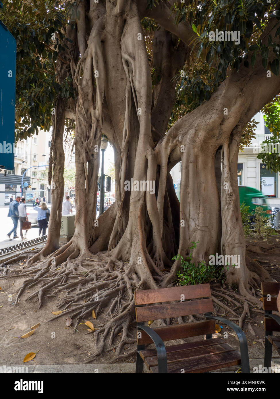 spectacular Ficus with aerial roots in a public garden of Alicante ...