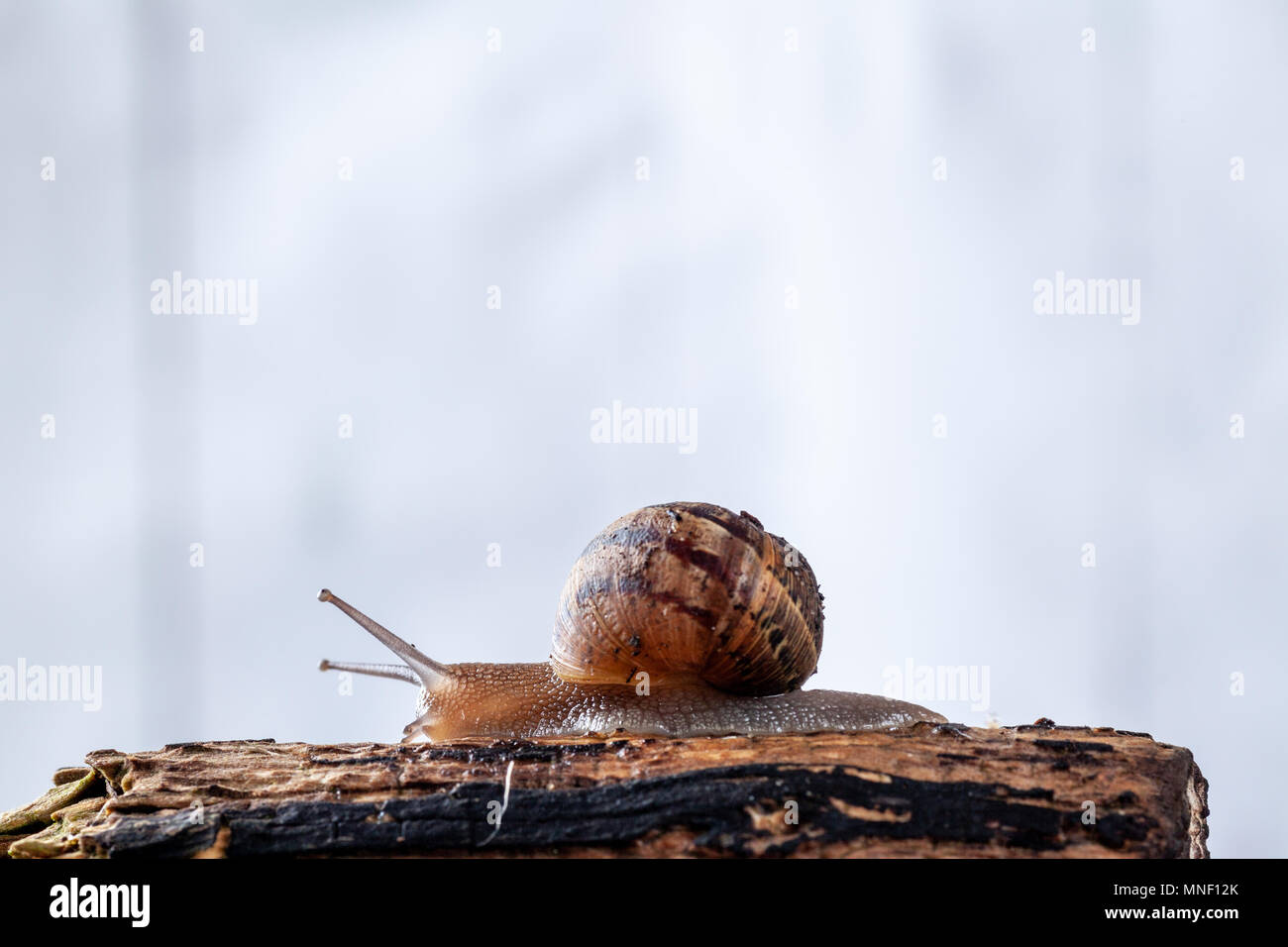 Garden Snail on a log, Close up Stock Photo - Alamy