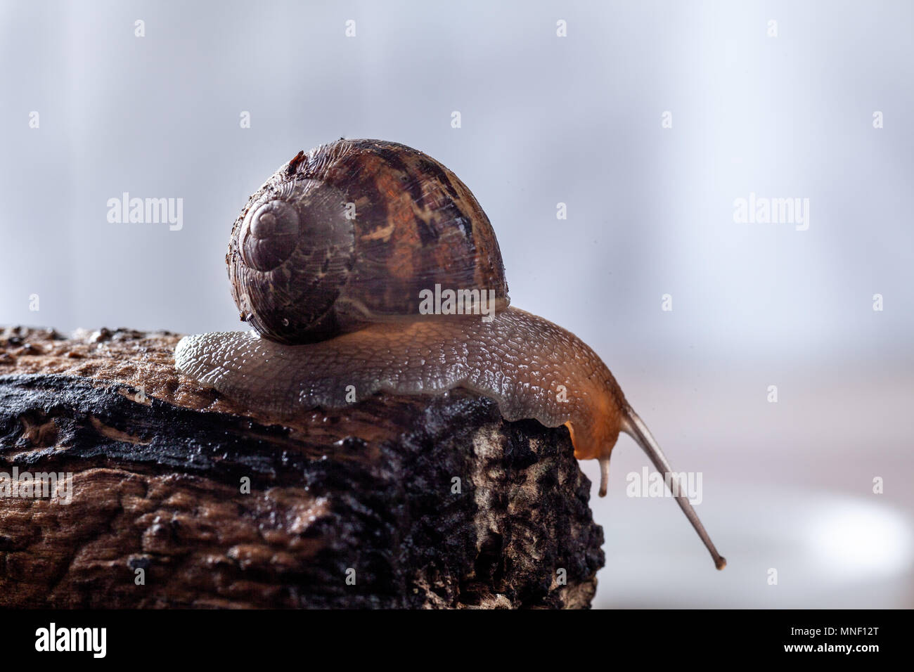 Garden Snail on a log, Close up Stock Photo - Alamy
