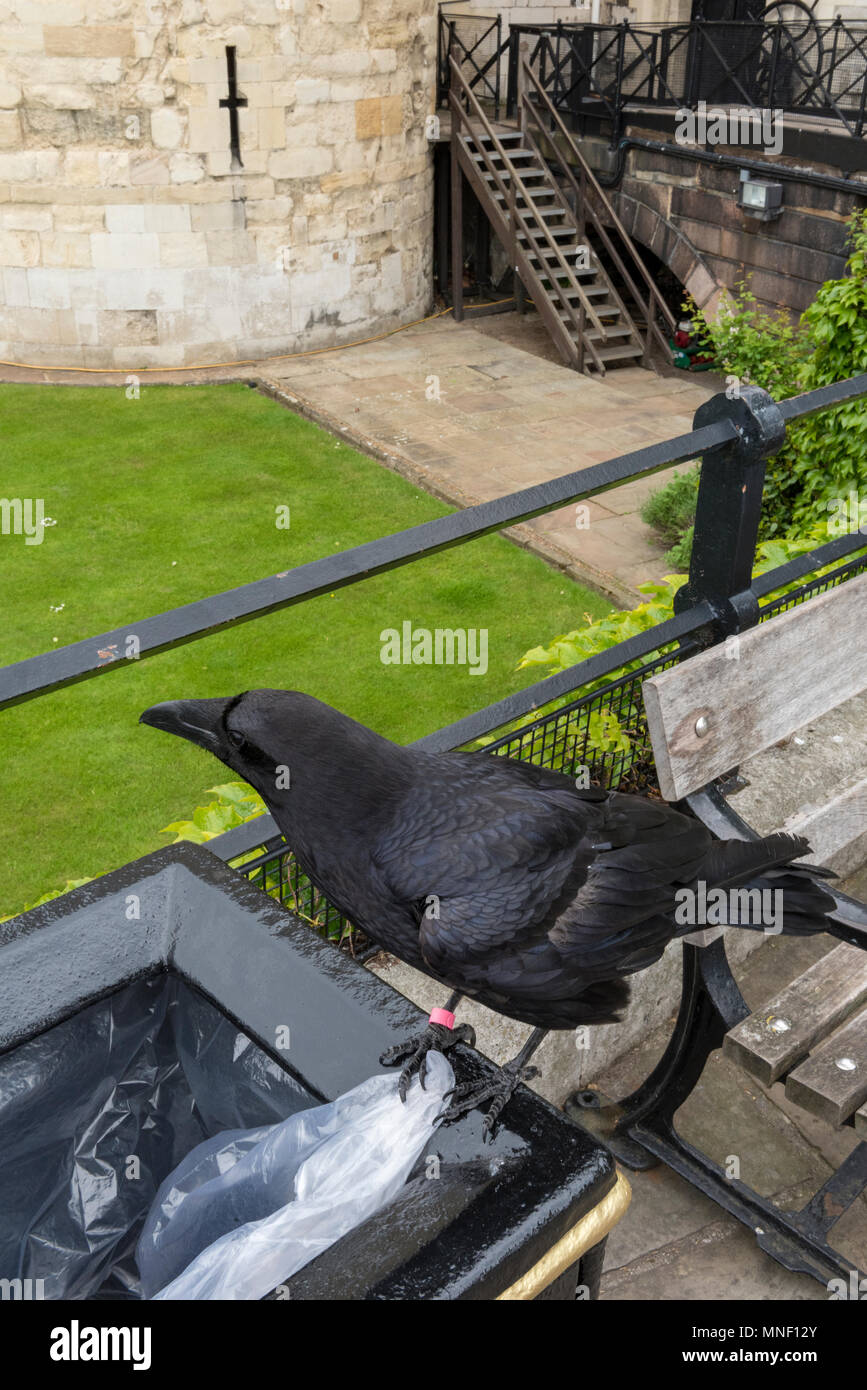 Tower of london zoo hi-res stock photography and images - Alamy