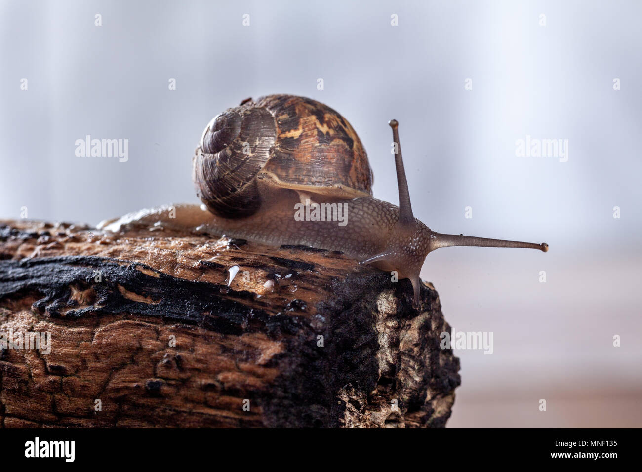 Garden Snail on a log, Close up Stock Photo - Alamy