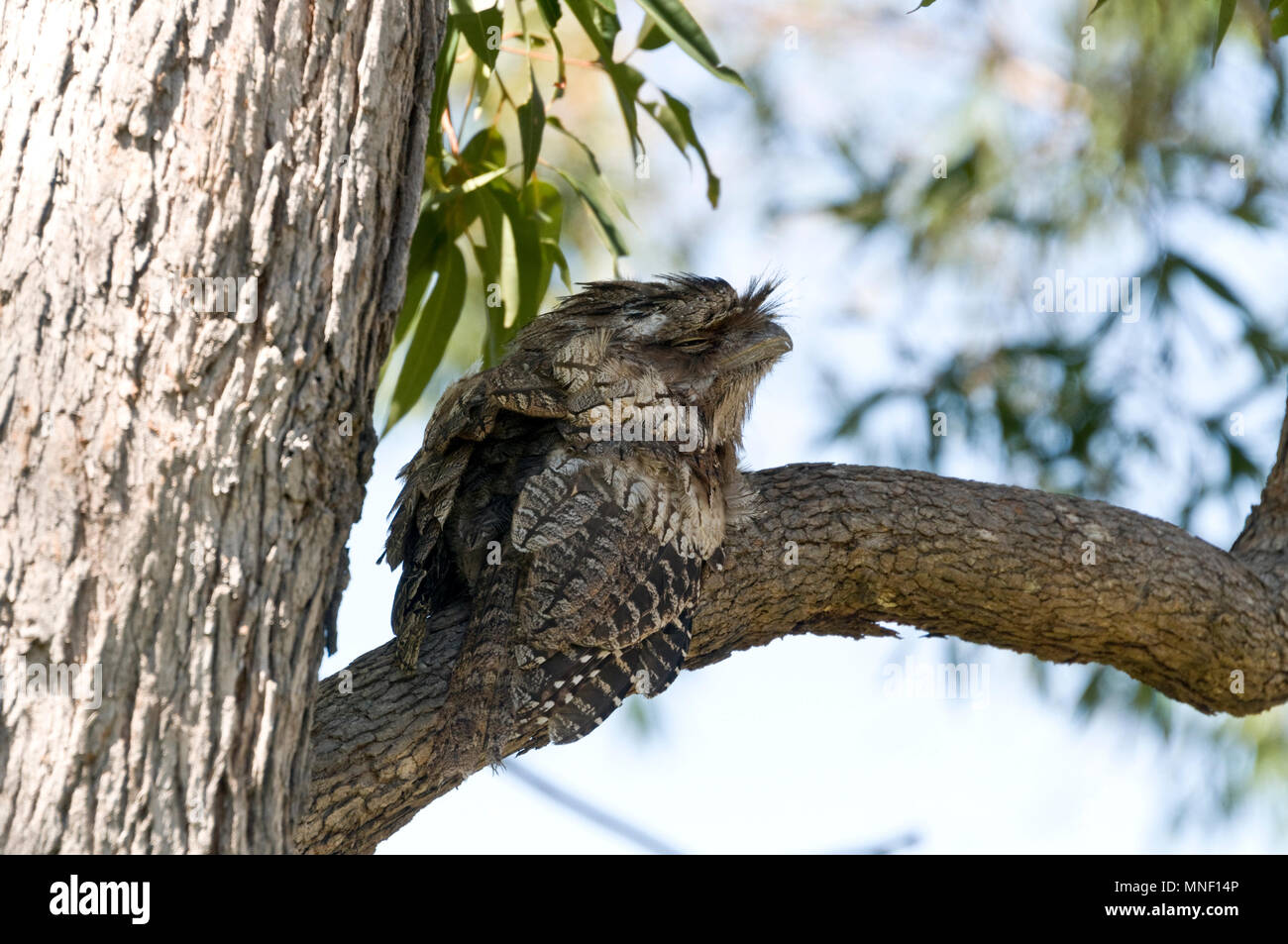 Tawny frogmouth in tree hi-res stock photography and images - Alamy