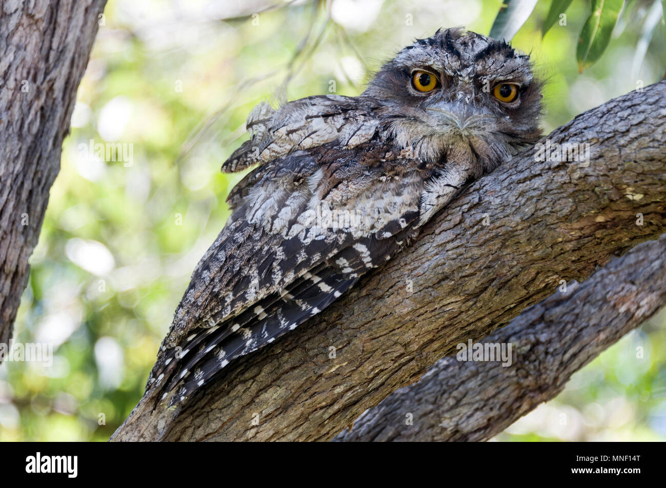 A Tawny Frogmouth (Podargus strigoides) a native of Australia, sitting ...