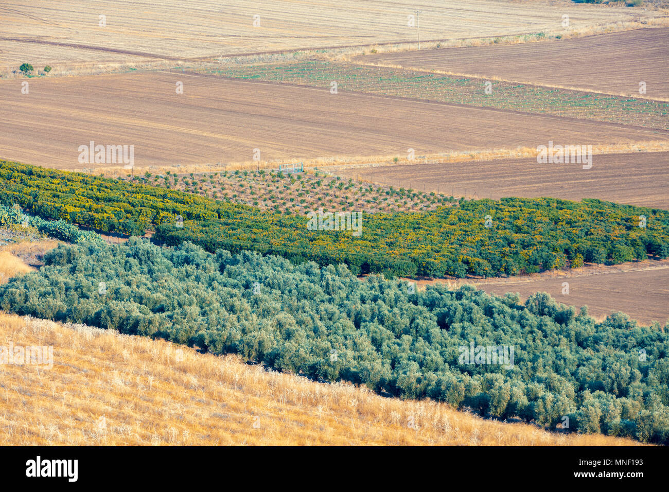 Olive plantation hi-res stock photography and images - Alamy