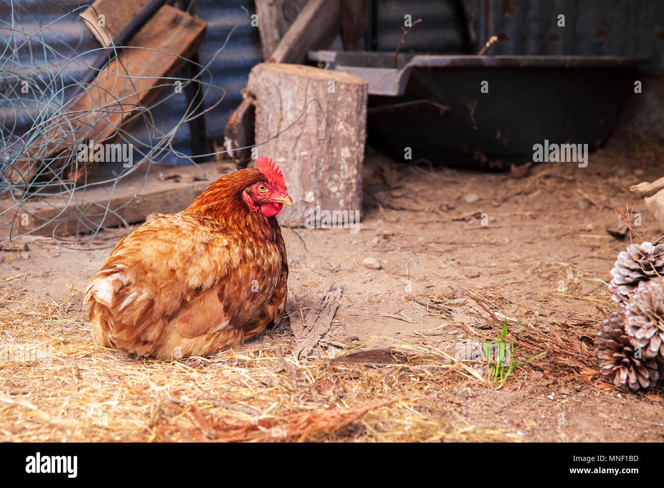One chicken Stock Photo - Alamy