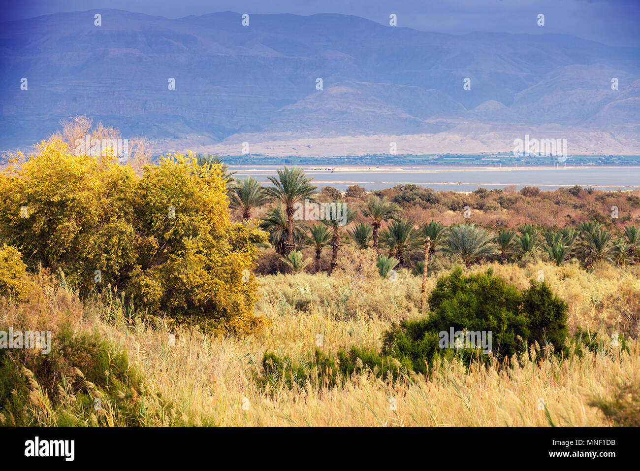Row palm trees near hi-res stock photography and images - Alamy
