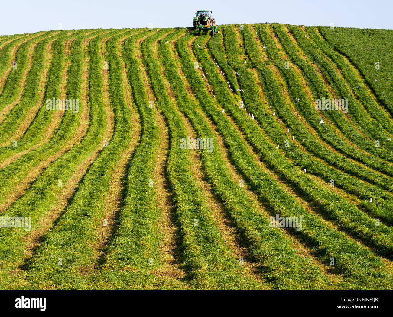 field of freshly cut silage ready to be baled on a farm in Ireland ...