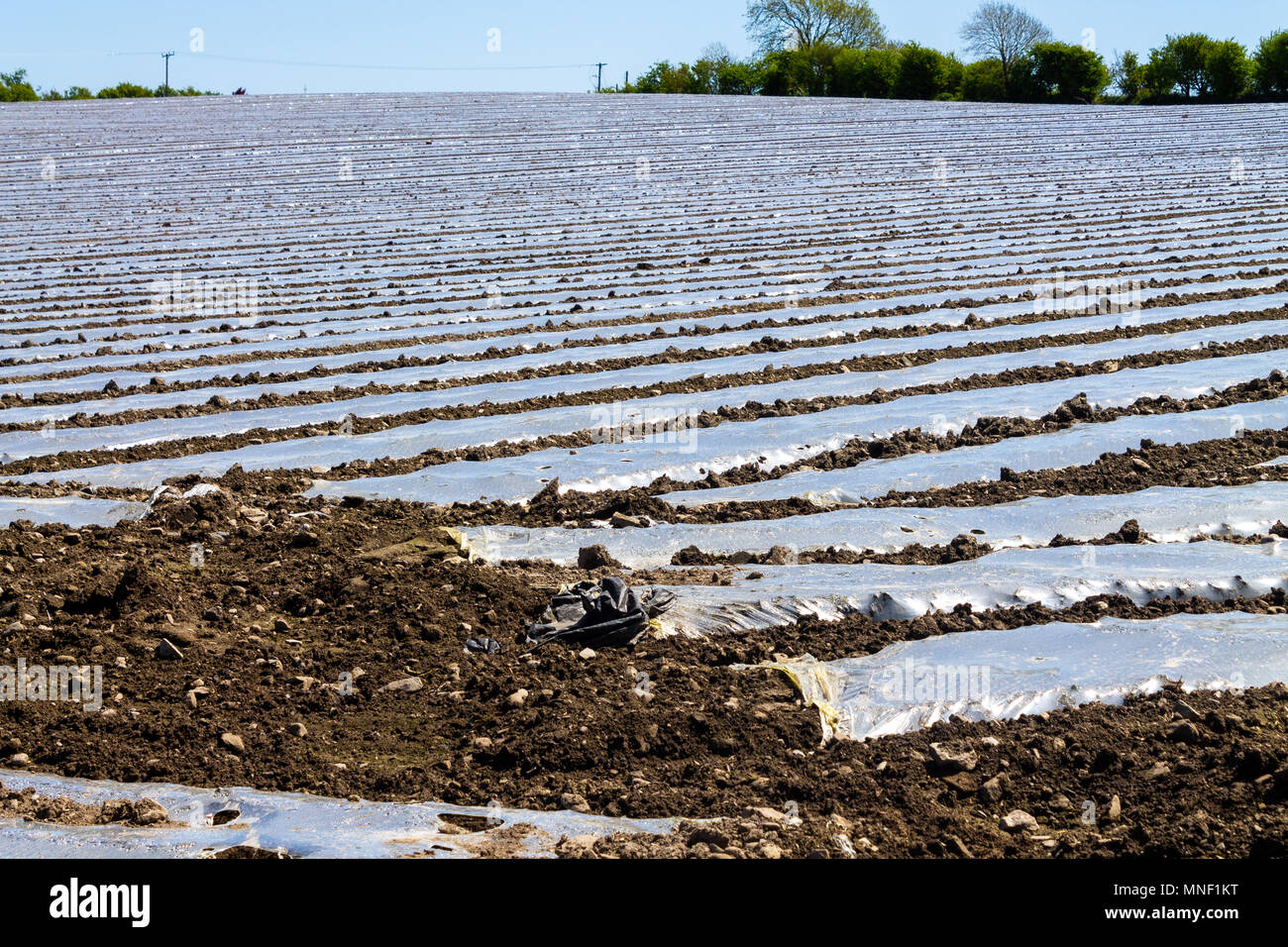 Plastic sheet hi-res stock photography and images - Alamy