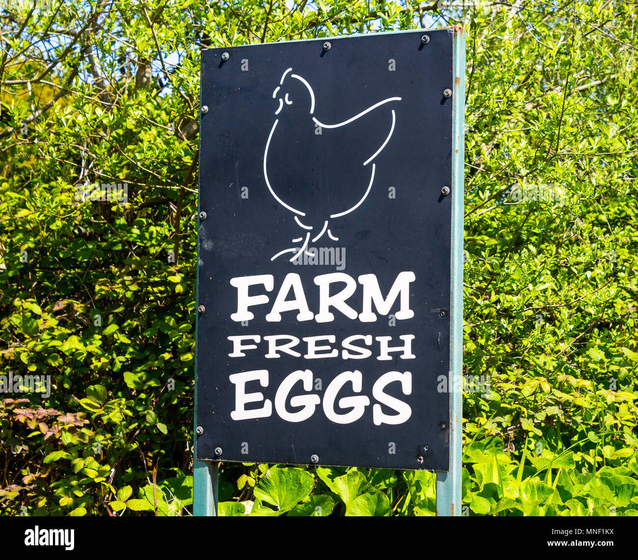 Fresh Eggs Yard Sign