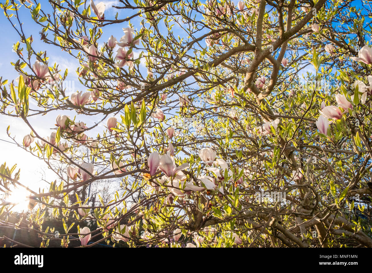 Beautiful pink Magnolia flowers seen in morning sunshine Stock Photo ...
