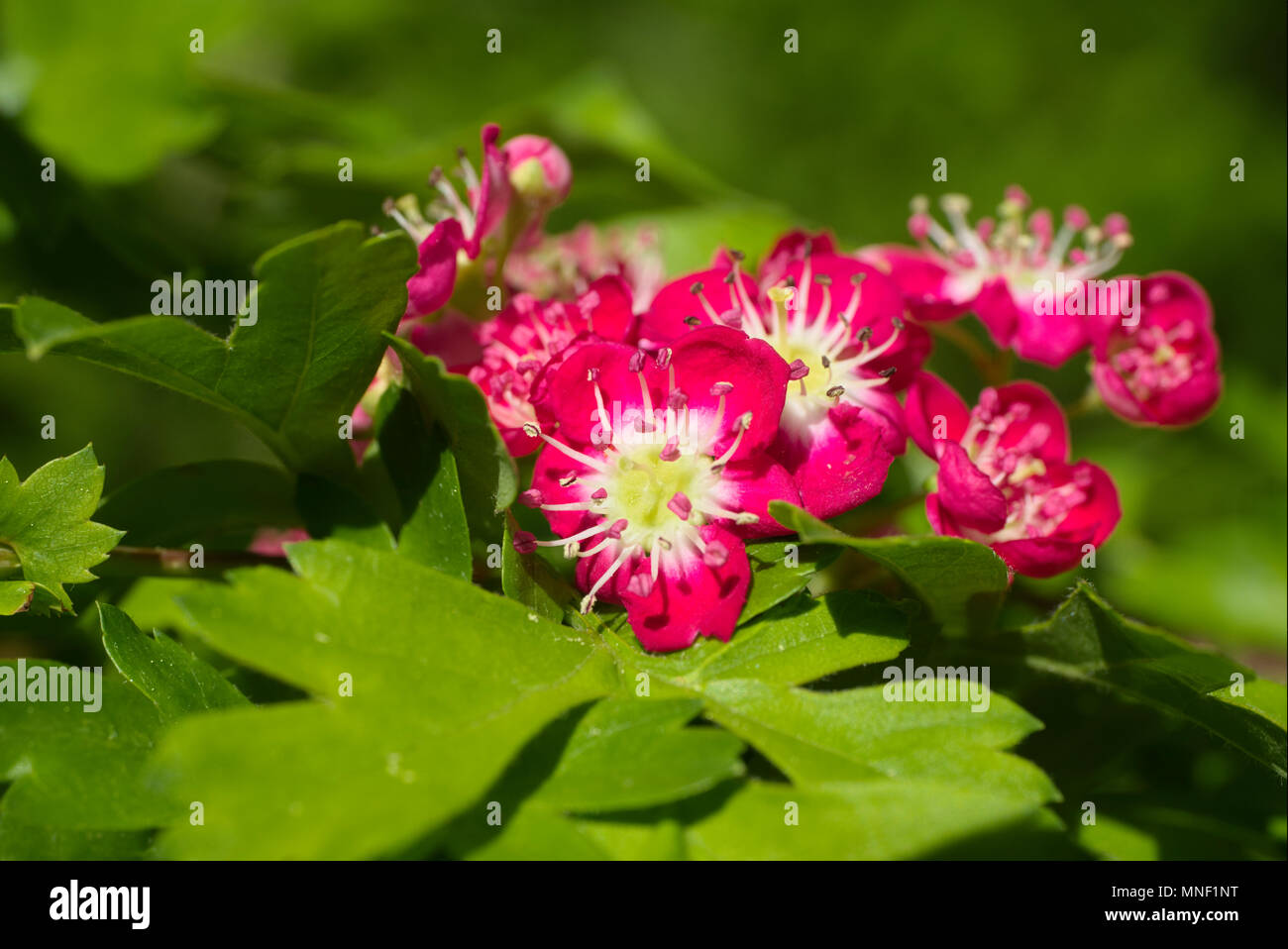Hawthorne Plant High Resolution Stock Photography and Images - Alamy