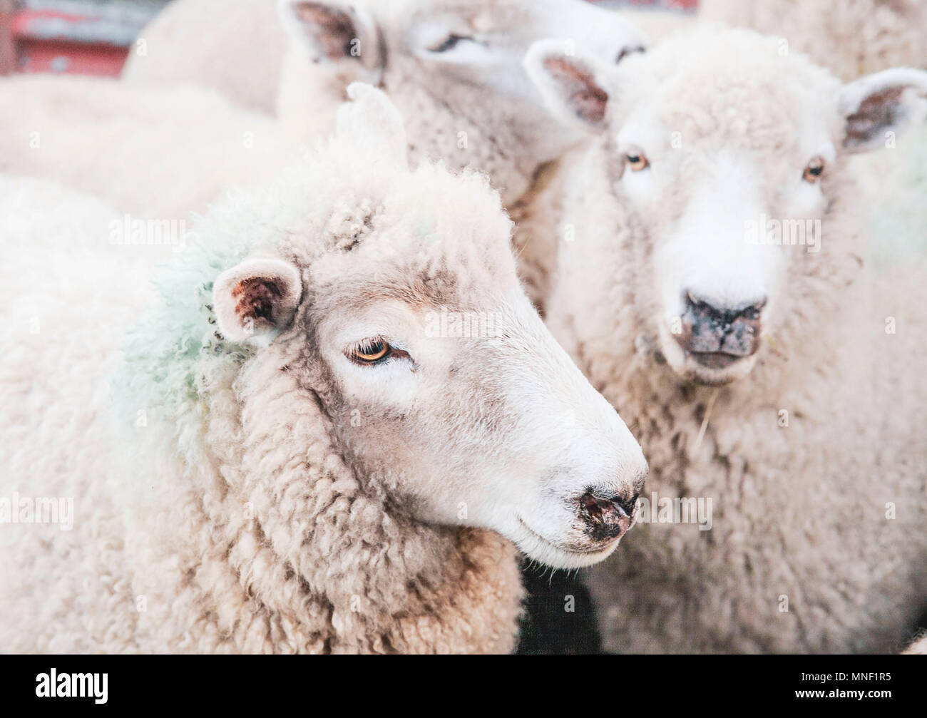 Sheepish look hi-res stock photography and images - Alamy
