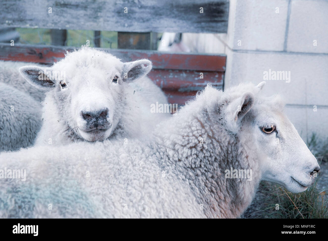 Sheepish look hi-res stock photography and images - Alamy