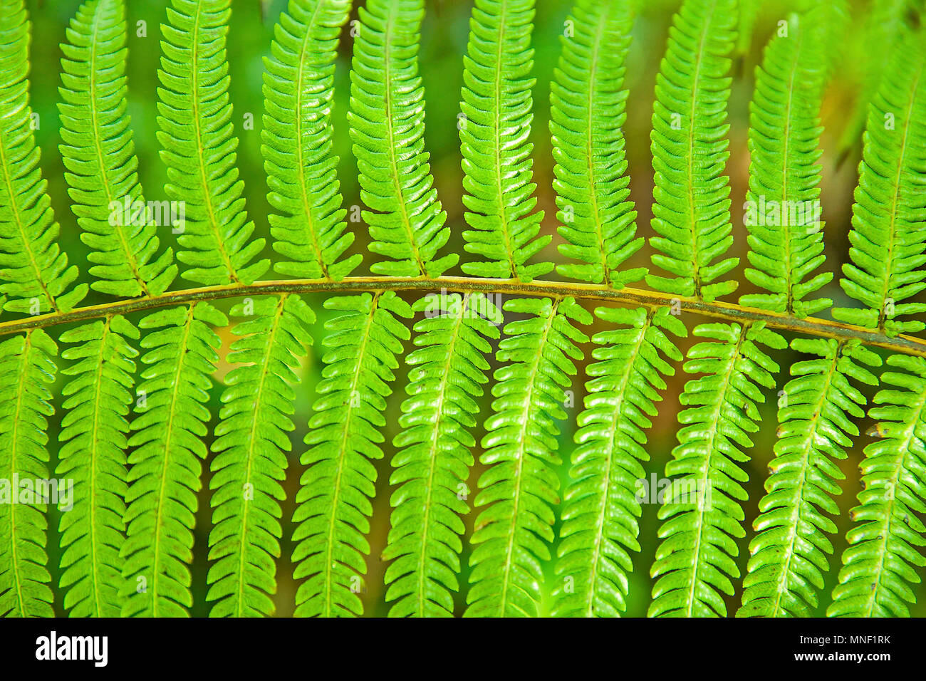 Strong patterns hi-res stock photography and images - Alamy