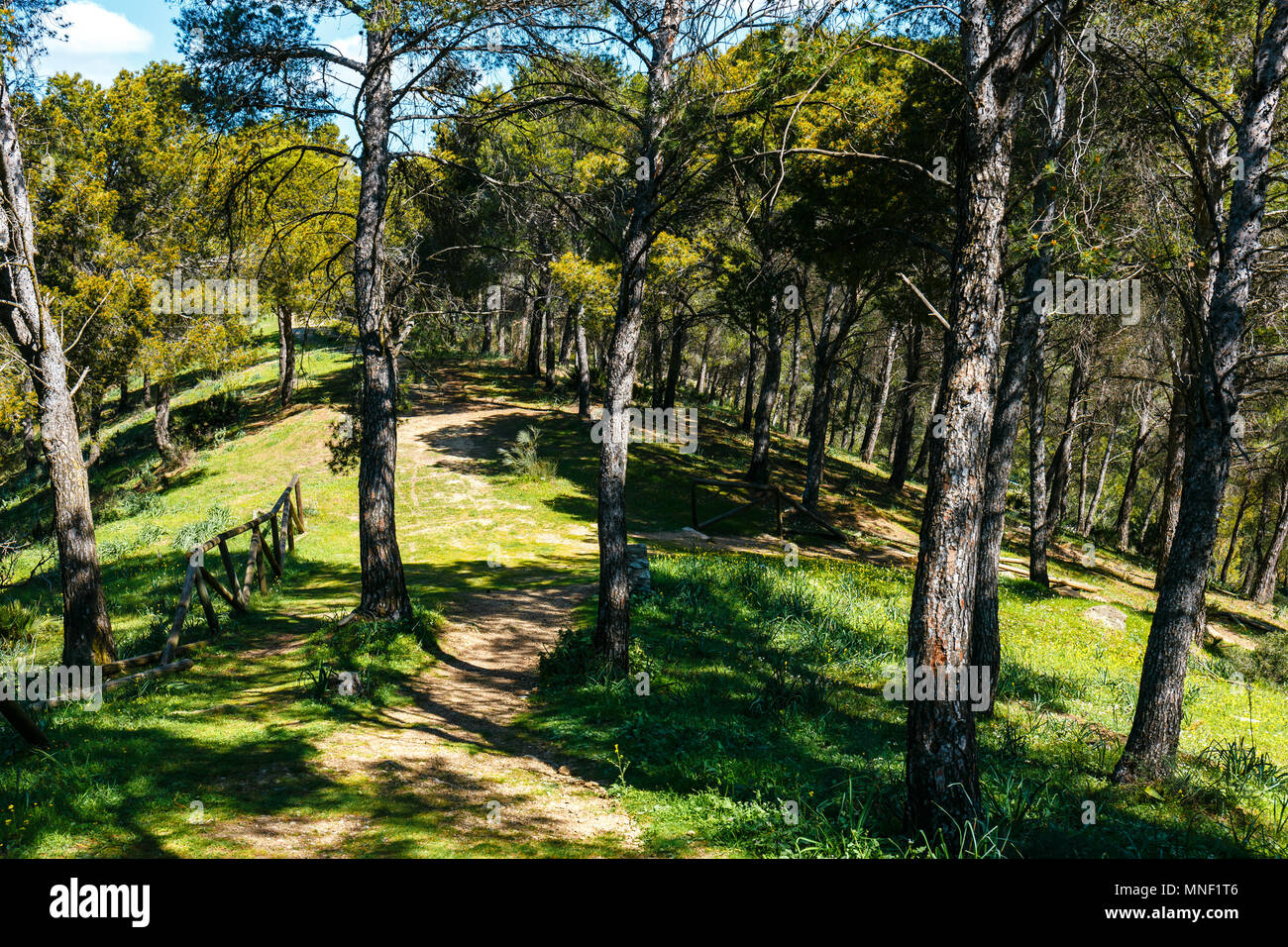 forest path leading through the green forest Stock Photo - Alamy