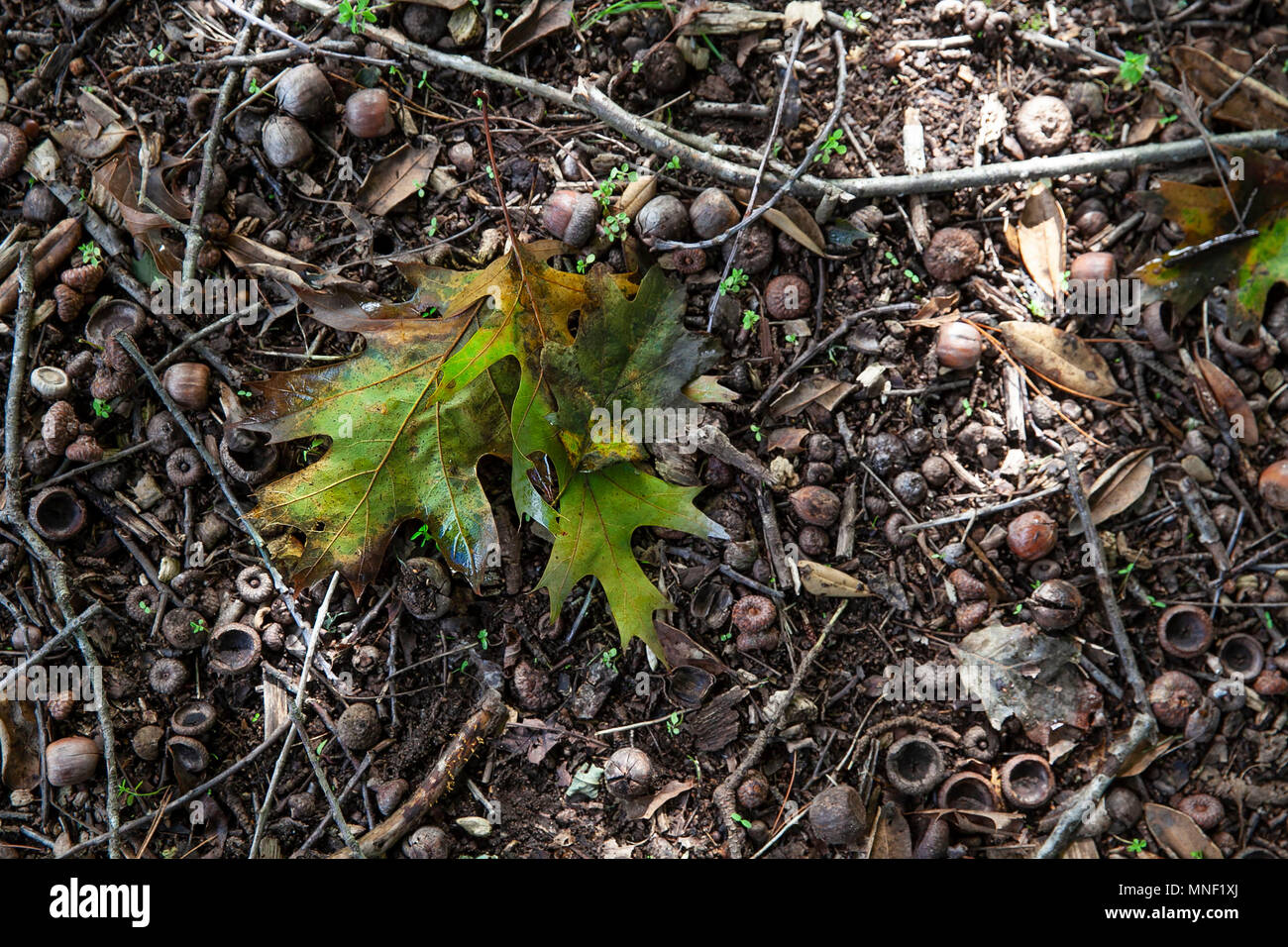 Fallen oak leaves and acorns under tree hi-res stock photography and ...