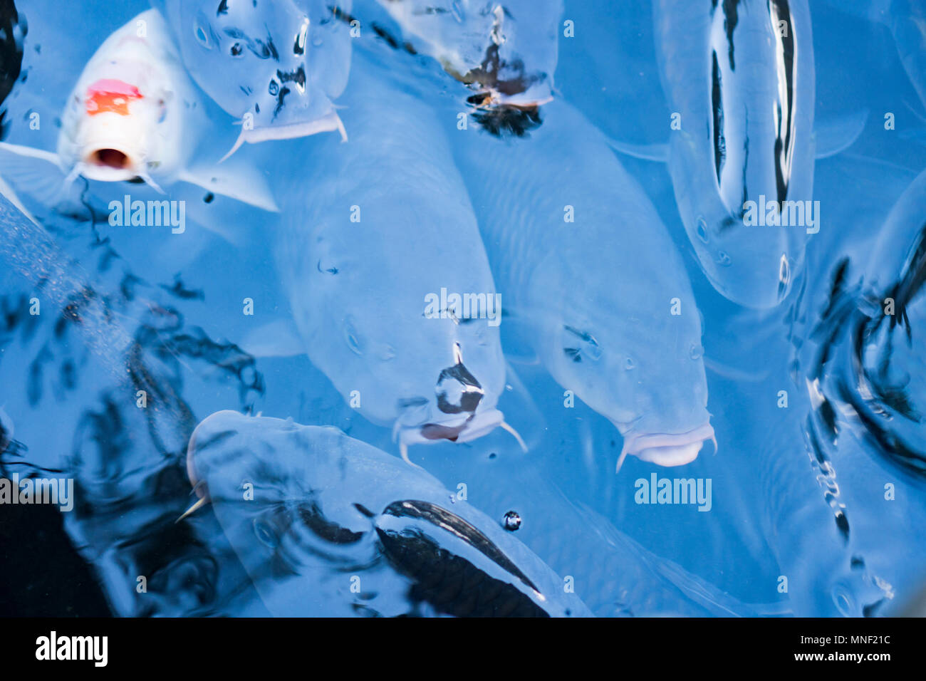 Beautiful big carp swimming underwater hi-res stock photography and ...