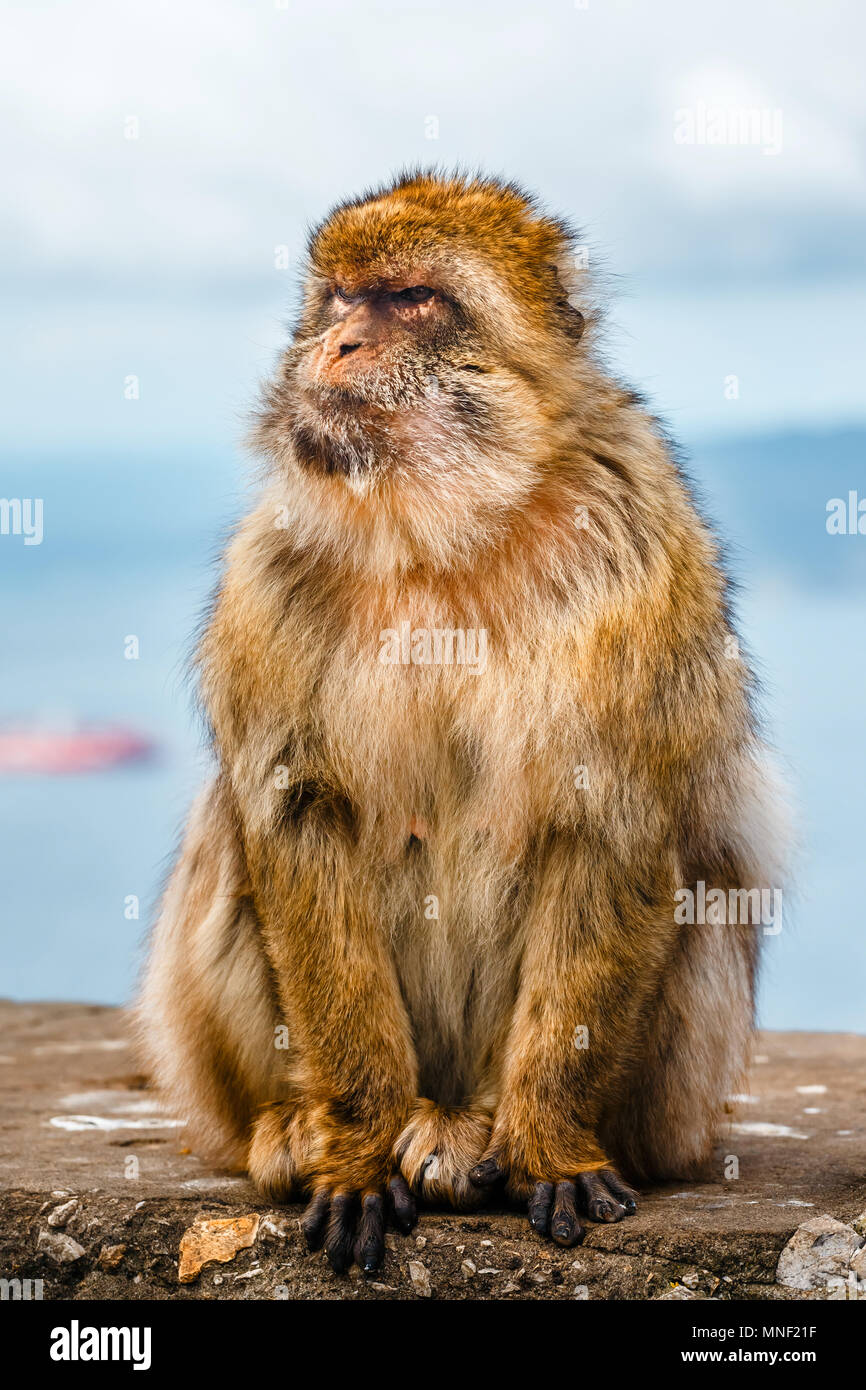 portrait of a wild male macaque. Macaques are one of the most famous ...