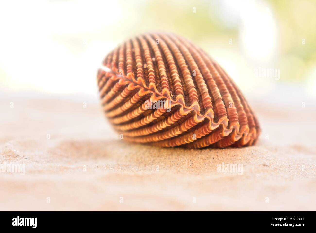 Cockle shell hi-res stock photography and images - Alamy