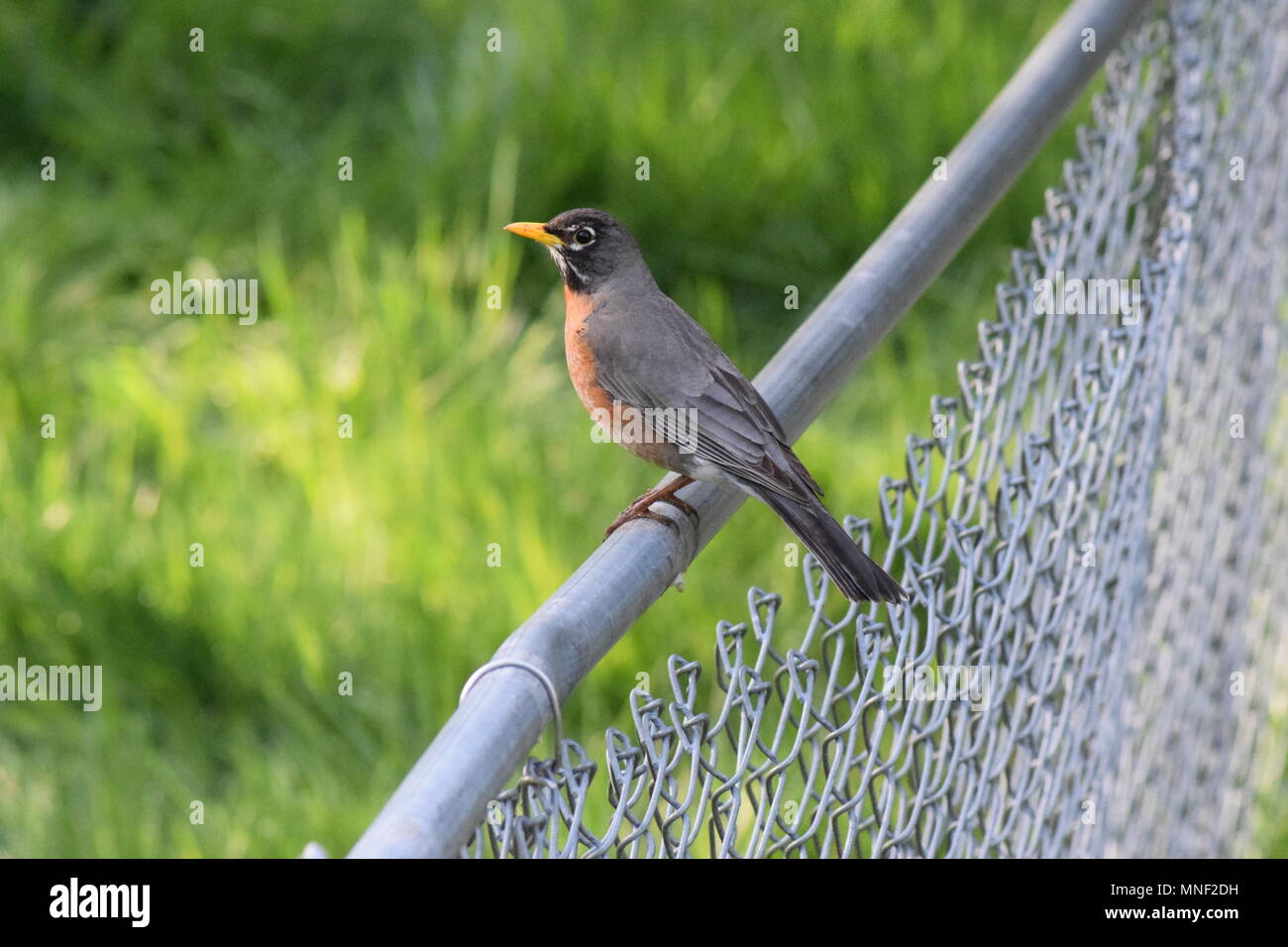 Robin west hi-res stock photography and images - Alamy