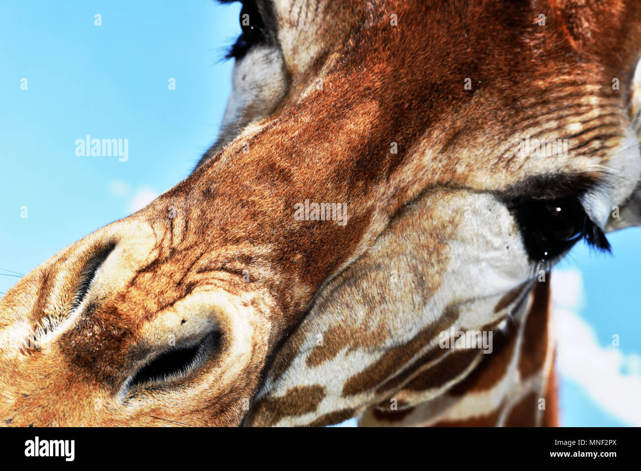 Blue giraffe funny hi-res stock photography and images - Alamy