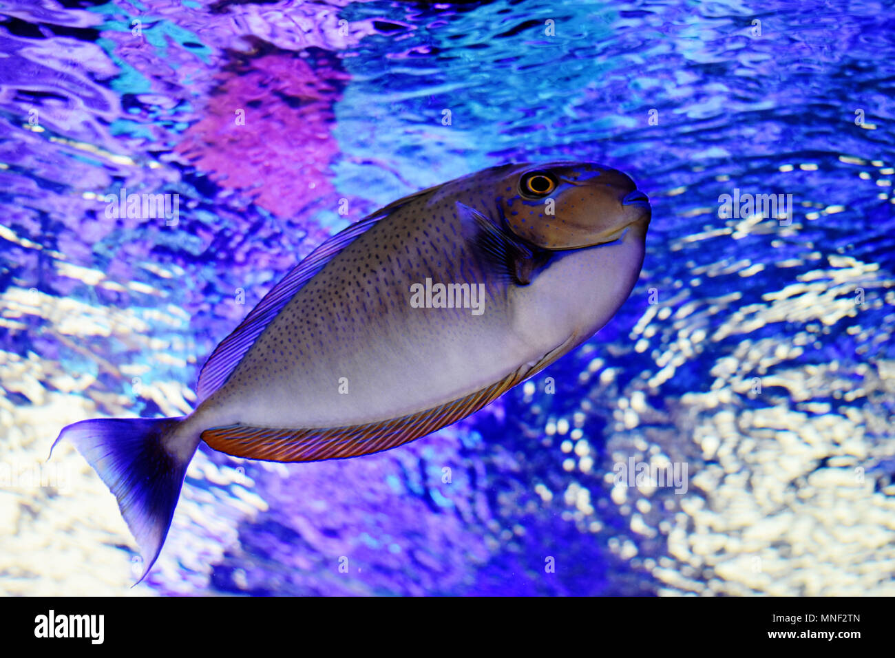 Discover Bignose Unicornfish Vlamingi Tang Stock Photo - Alamy