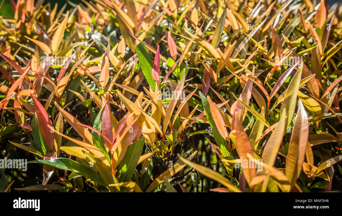 bright colorful young leaves in spring. natural color background Stock ...