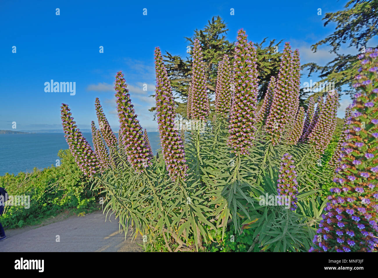 Flowers and the golden gate bridge hi-res stock photography and images ...