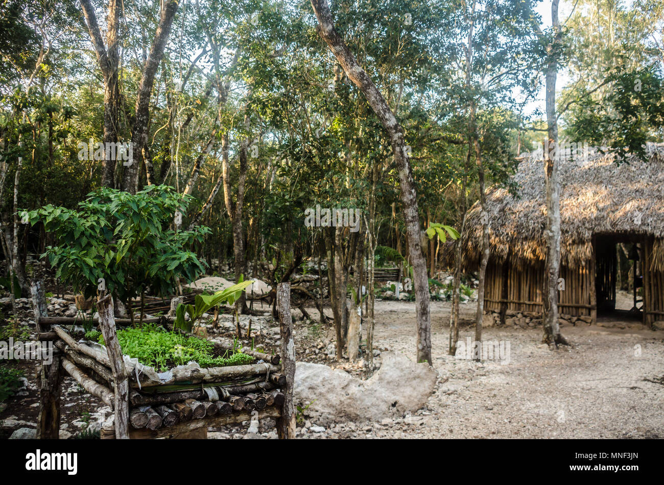 Ancient construction made of wood by the natives of the maya zone of ...