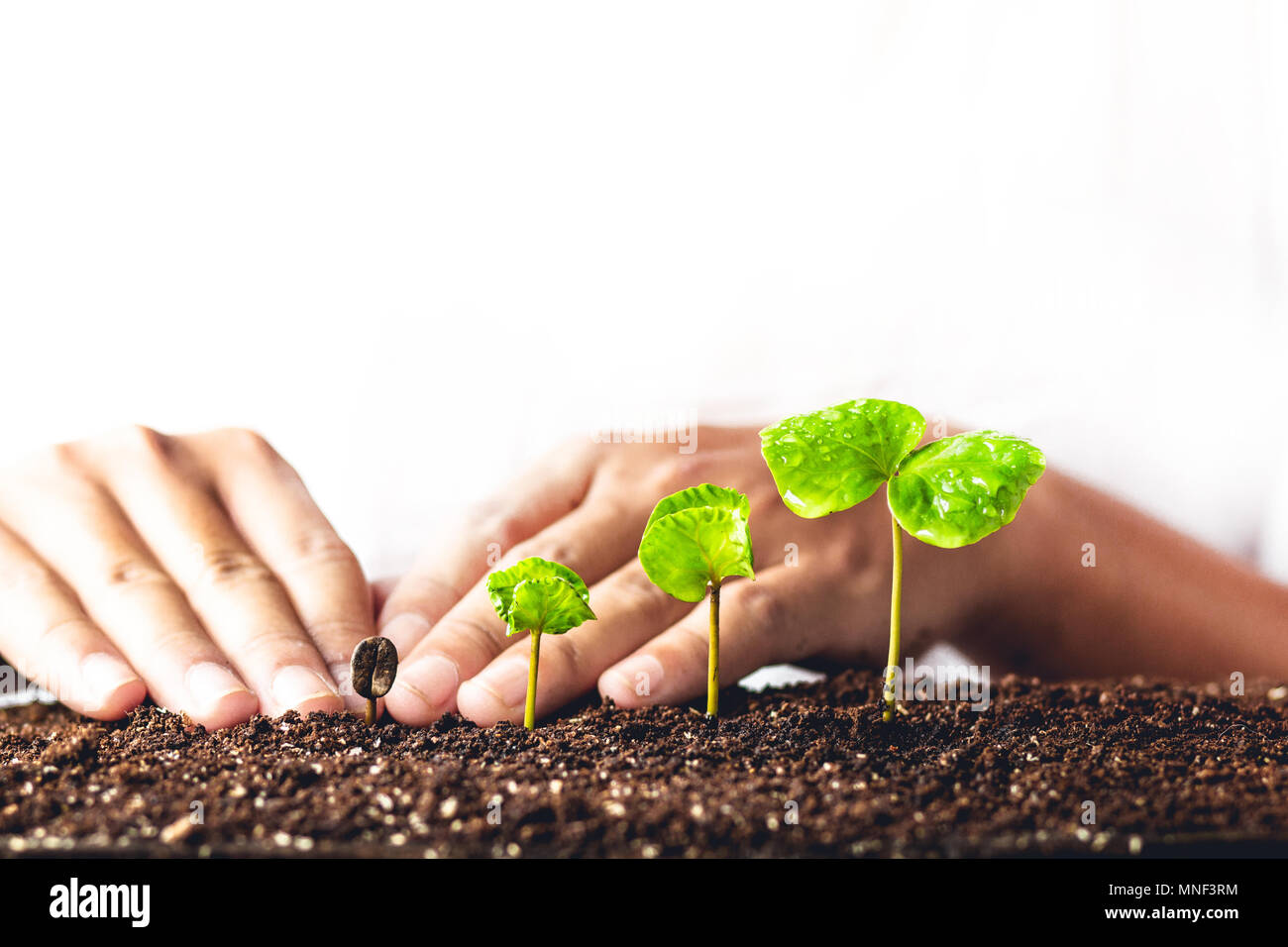 Growing Sapling coffee trees Hand Protect White background Stock Photo ...