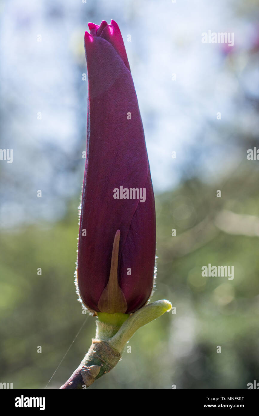 Tree bloom blossom beautiful flowers in spring season Stock Photo - Alamy