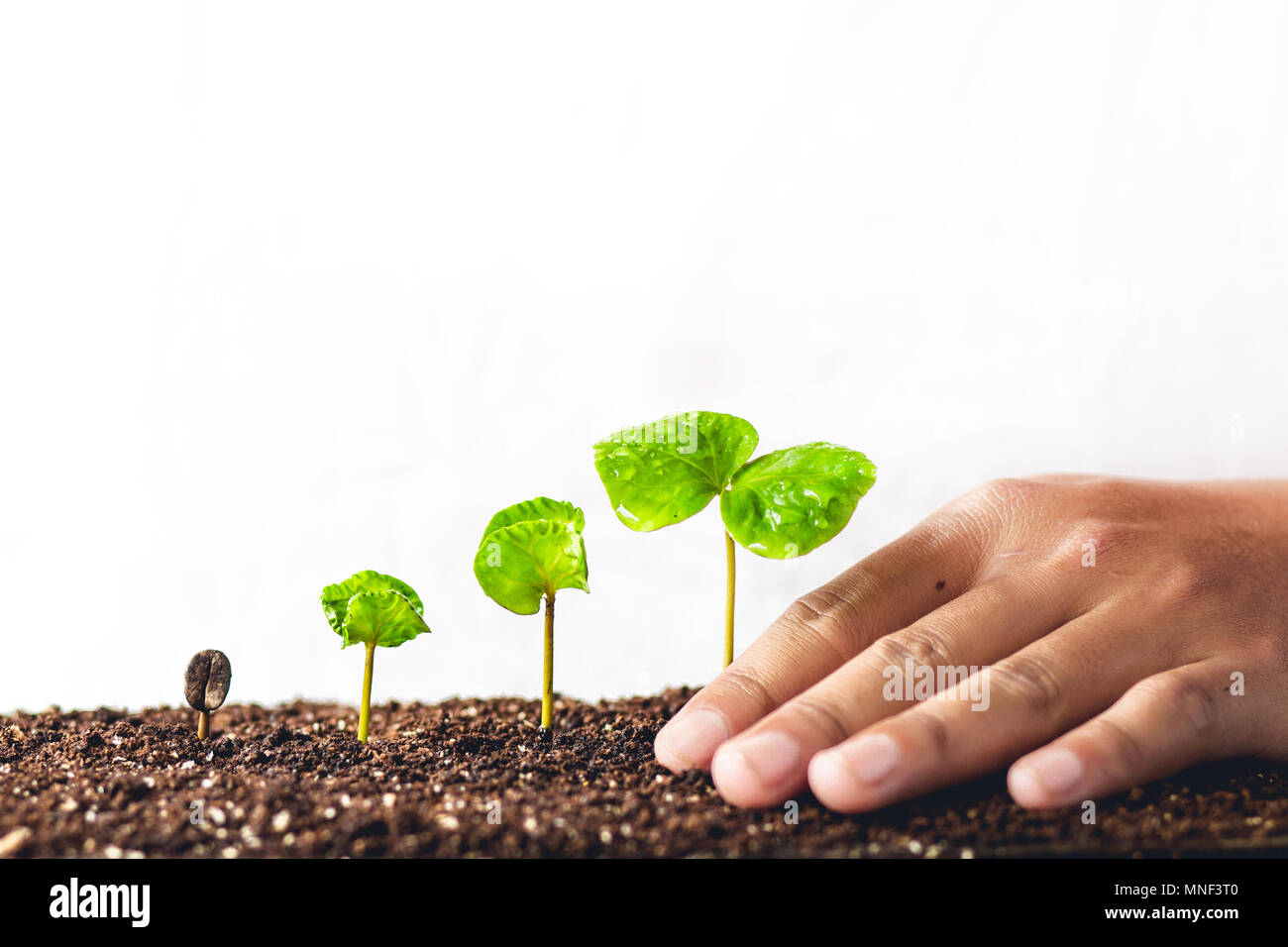 Growing Sapling coffee trees Hand Protect White background Stock Photo ...