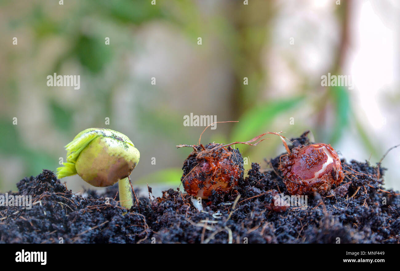 art abstract spring background or summer background with fresh, seed to ...