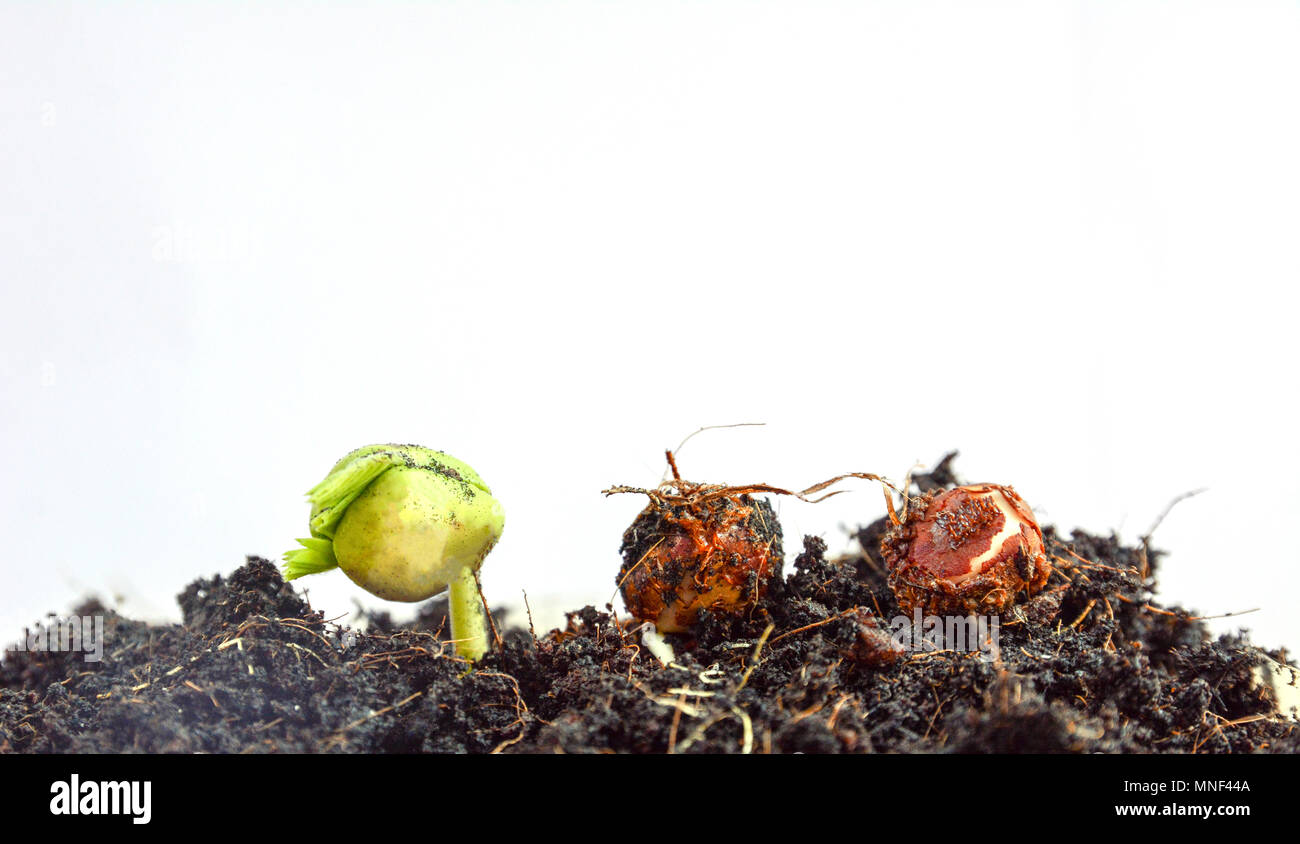 art abstract spring background or summer background with fresh, seed to ...