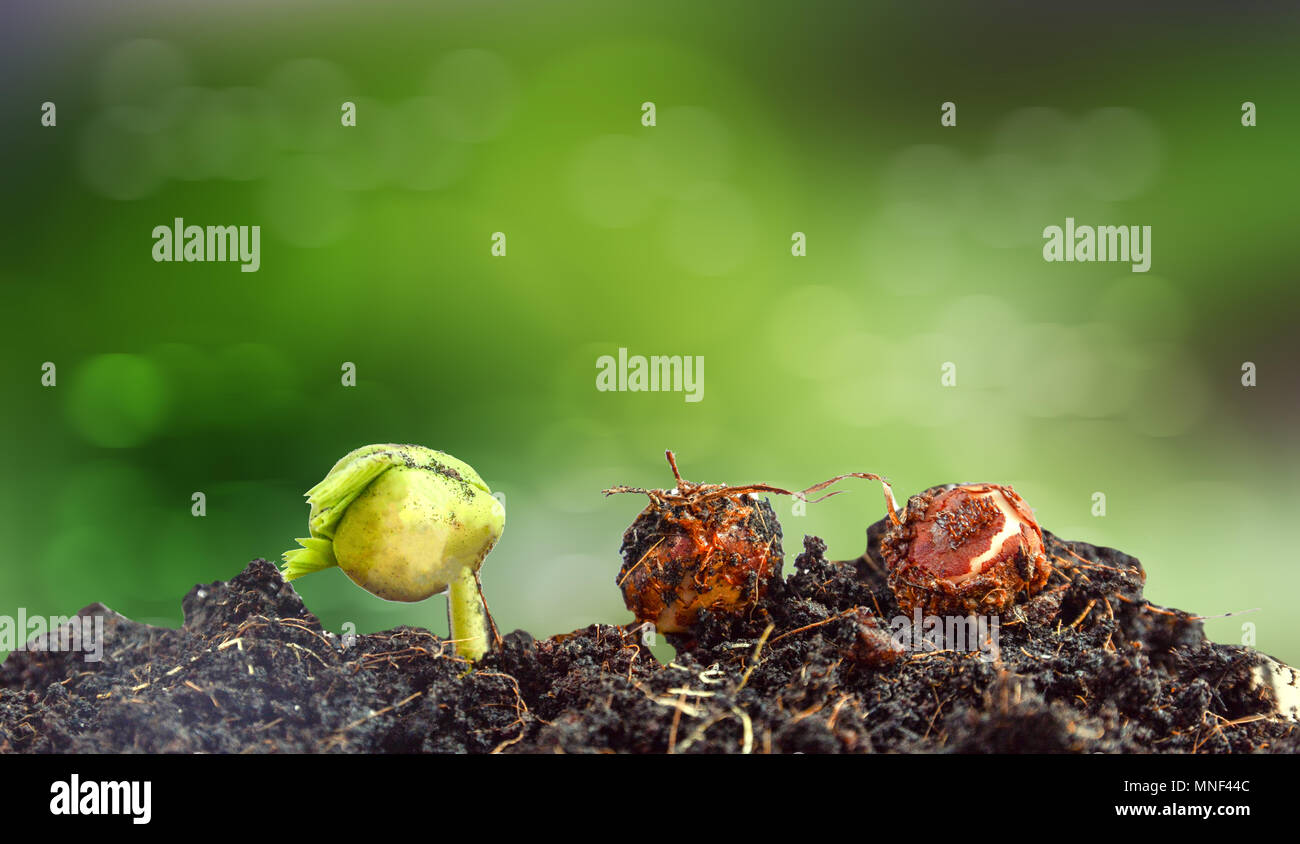 art abstract spring background or summer background with fresh, seed to ...