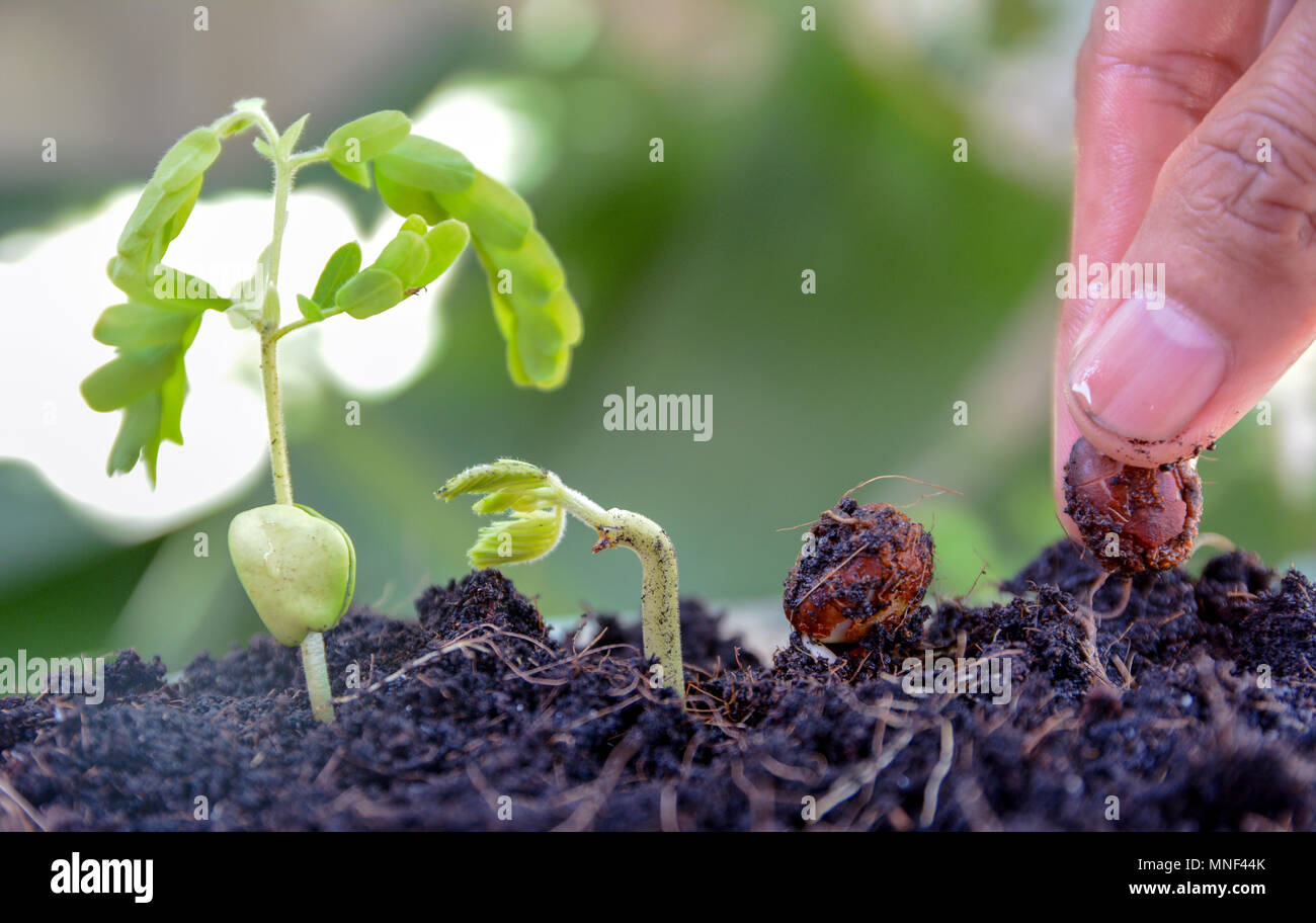 art abstract spring background or summer background with fresh, seed to ...